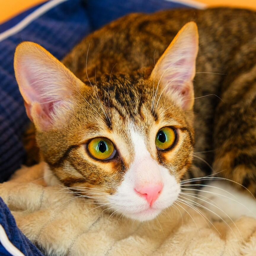 Милый крепыш в добрые руки