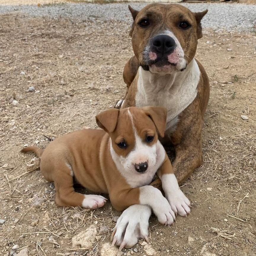 Стаффордширский терьер щенки