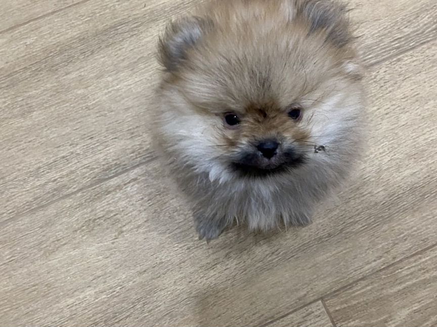 Померанский шпиц мини