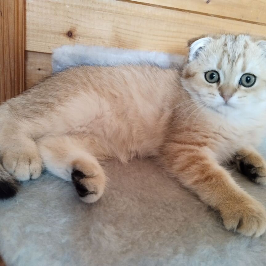 Шотландская вислоухая золотая шиншилла