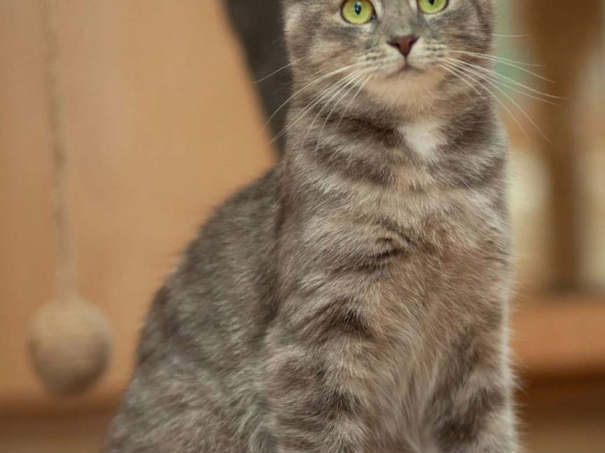 Кошка Жужа 1,5 года