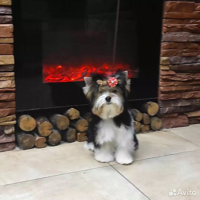 Щенки породы Бивер терьер