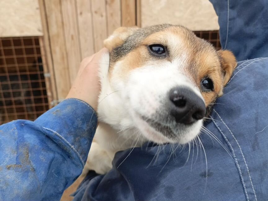 Маленькая собака в добрые руки