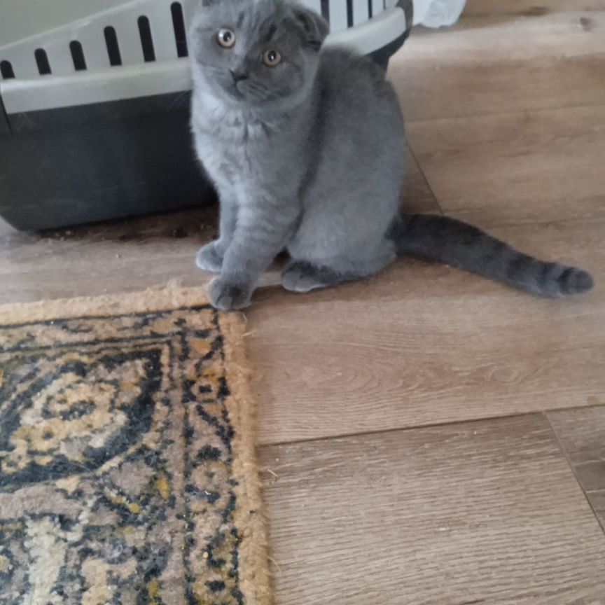 Продаются британские котята