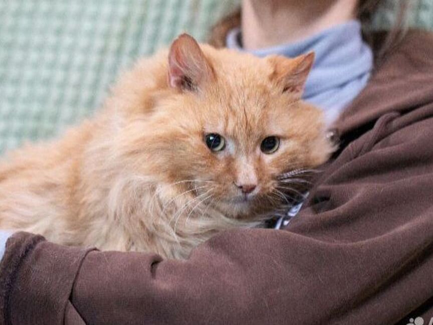 Роскошный кот в добрые руки. Клавдий ищет дом
