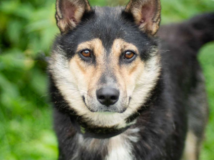 Собака в добрые руки