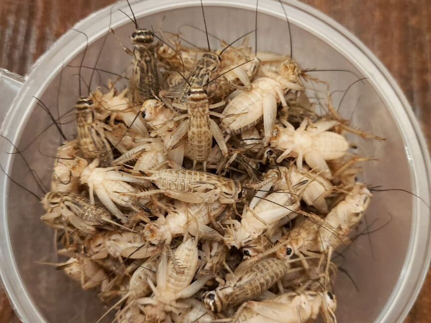 Домовые сверчки, заморозка