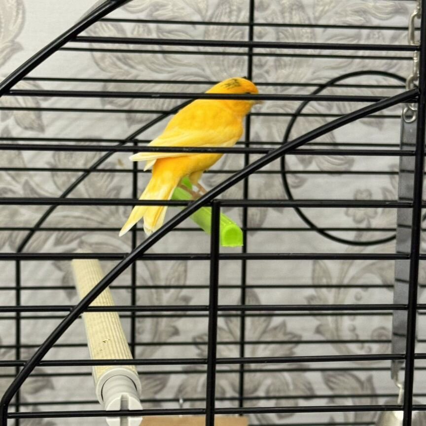 Кенор (поёт)