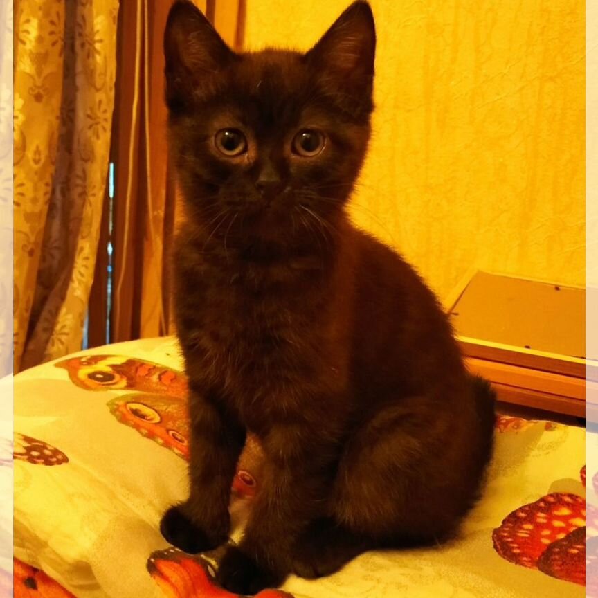 Сиамский котик, 3 месяца, к лотку приучен