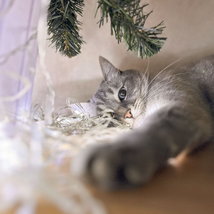 Бирманская кошка