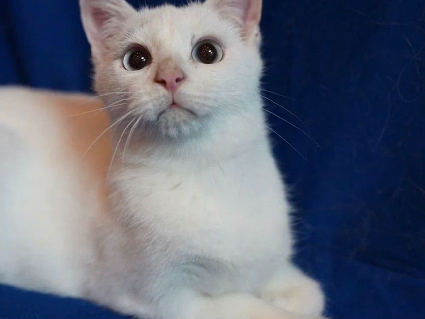 Голубоглазый котик Лёня ждёт свою семью