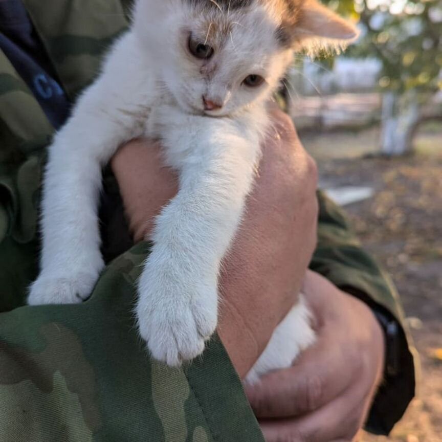Котенок, девочка в хорошие руки