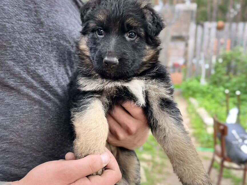 Щенки немецкой овчарки