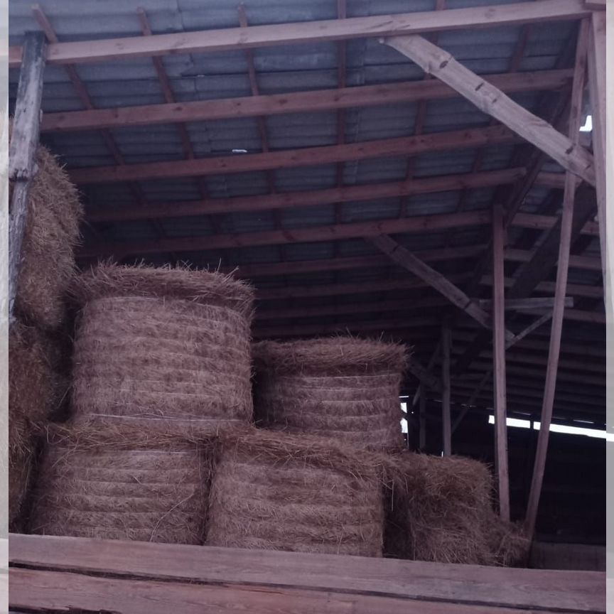 Сено люцерны в рулонах вурнары