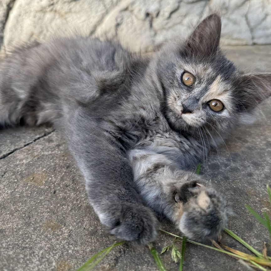 Котенок-девочка, 2,5 мес
