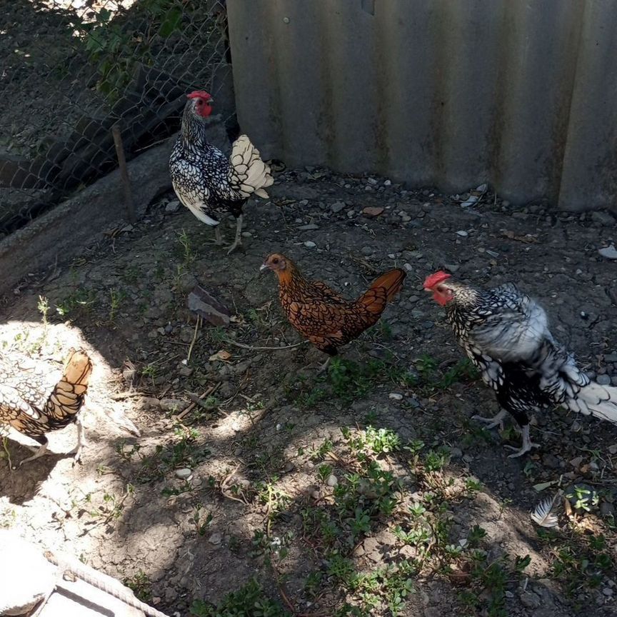 Петушки породы сибрайт