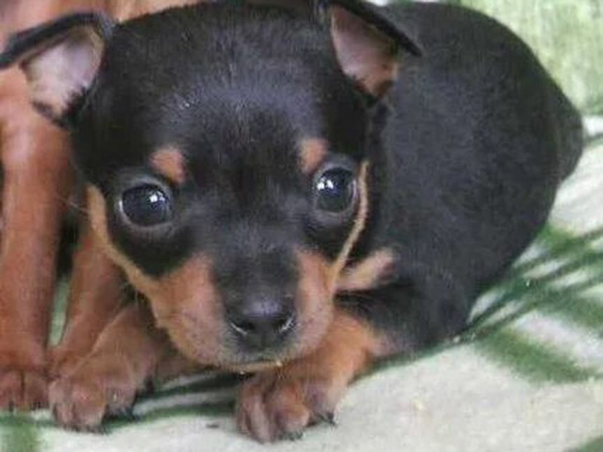 Щегки той терьера