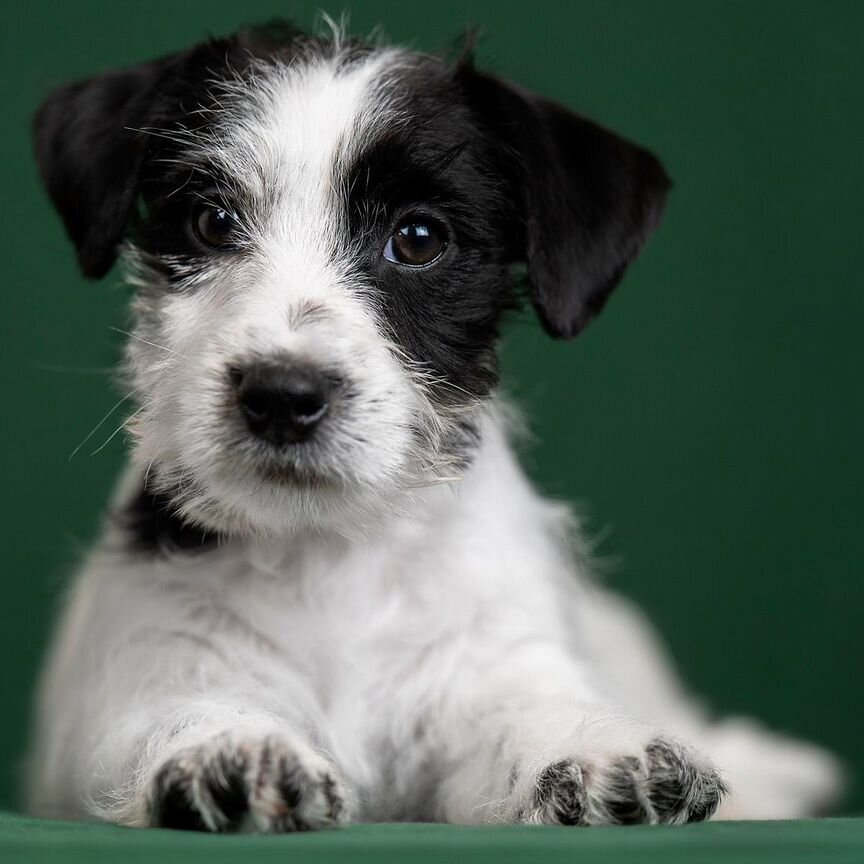 Джек-рассел-терьер, щенок