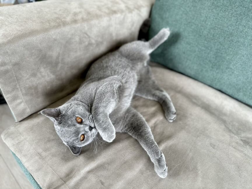 Шотландский кот