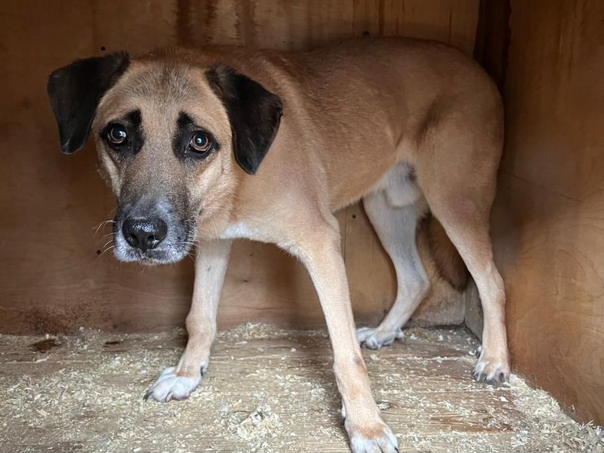 Болтшой трусливый пёс из приюта