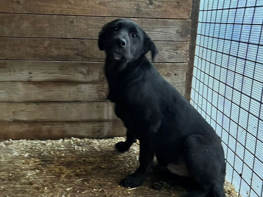 Щенки из приюта