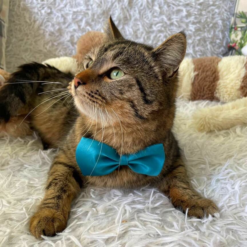 Молодой котяра в поиске семьи