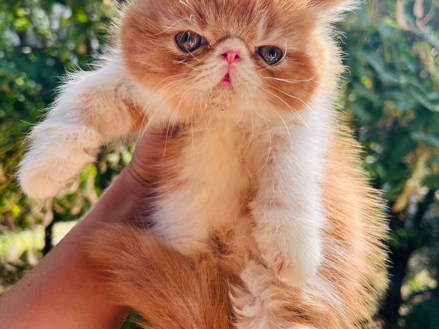 Экзотические котята