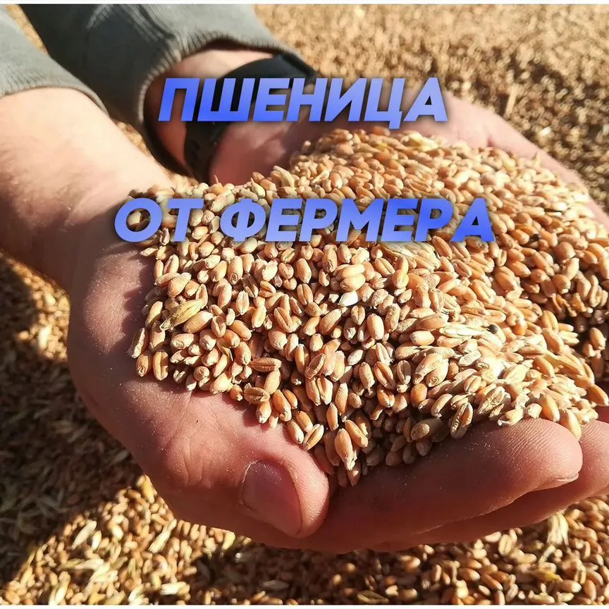 Зерно