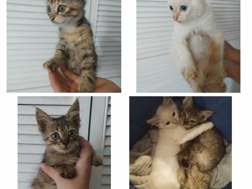 Котята в добрые руки