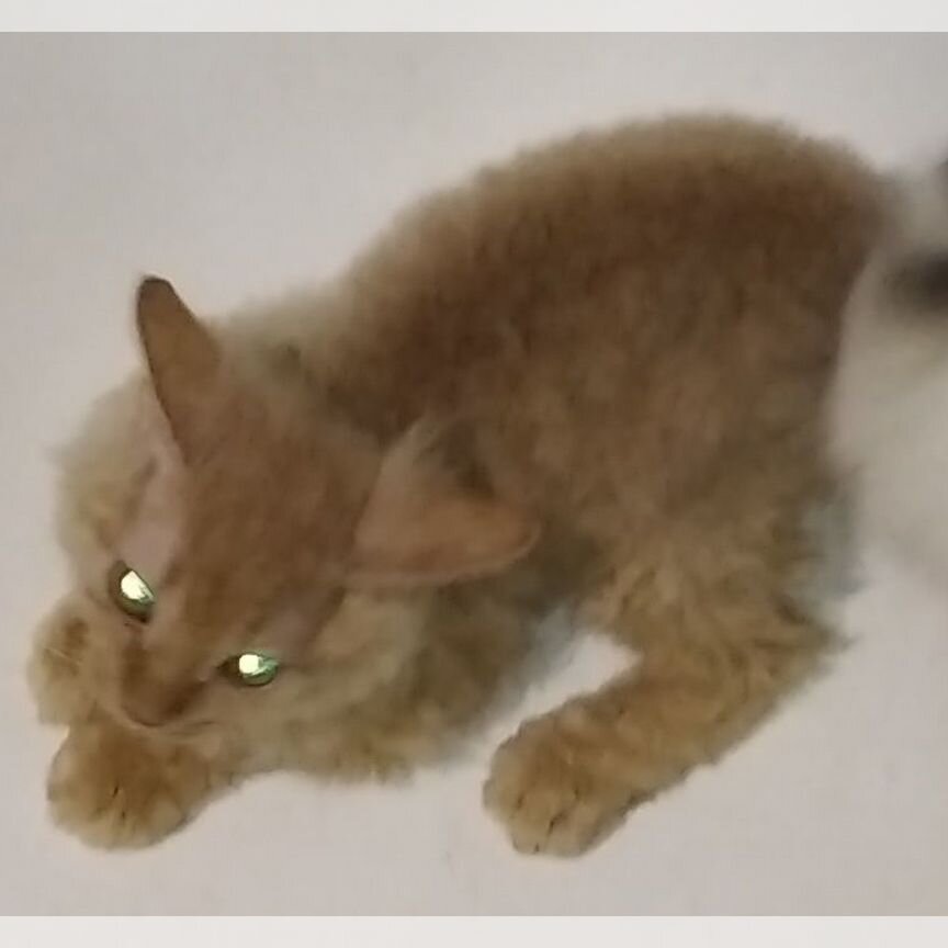 Селкирк-рекс короткошёрстный котёнок