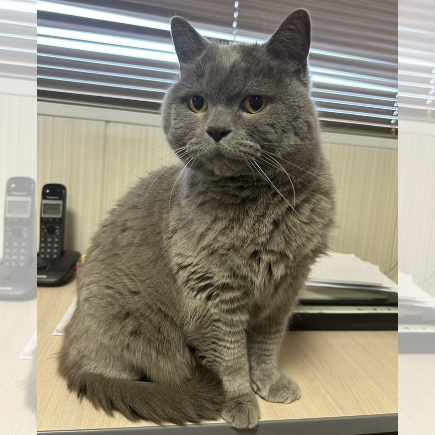 Британский короткошёрстный кот, взрослый