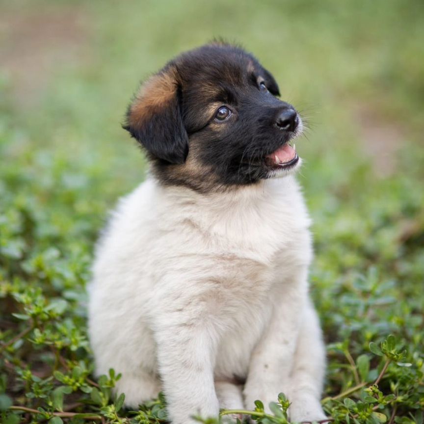 Руна в добрые ручки