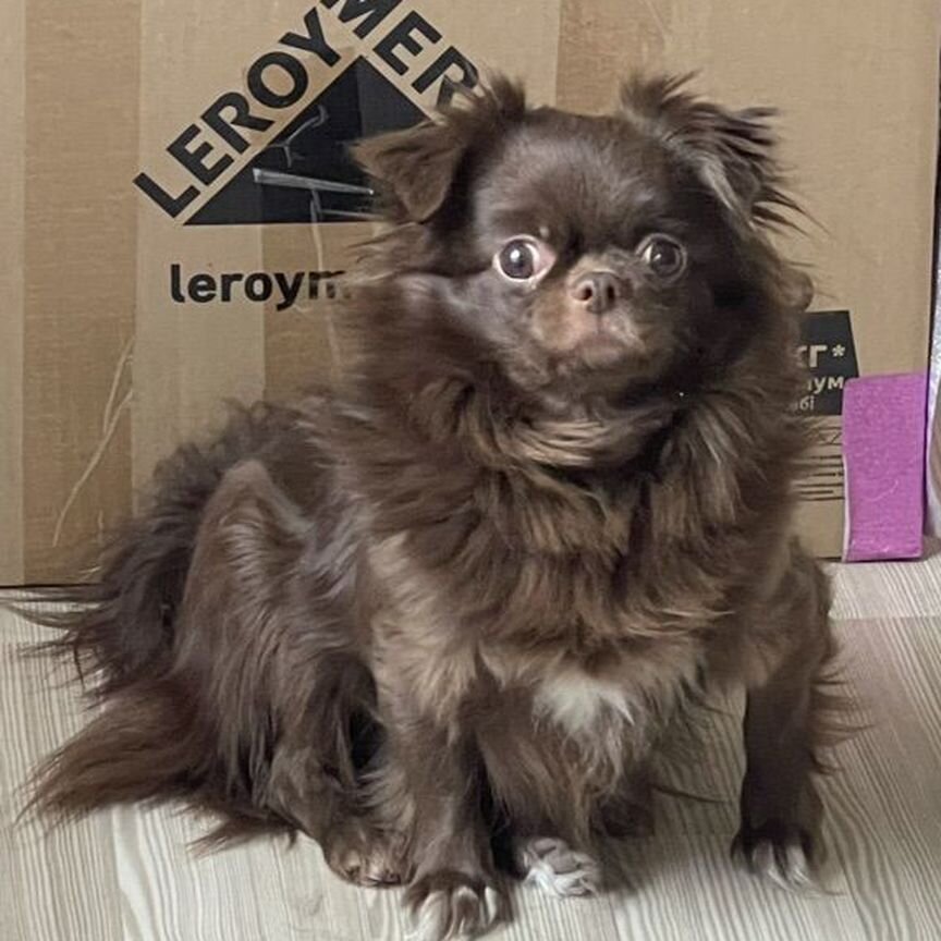 Чихуахуа, взрослая собака