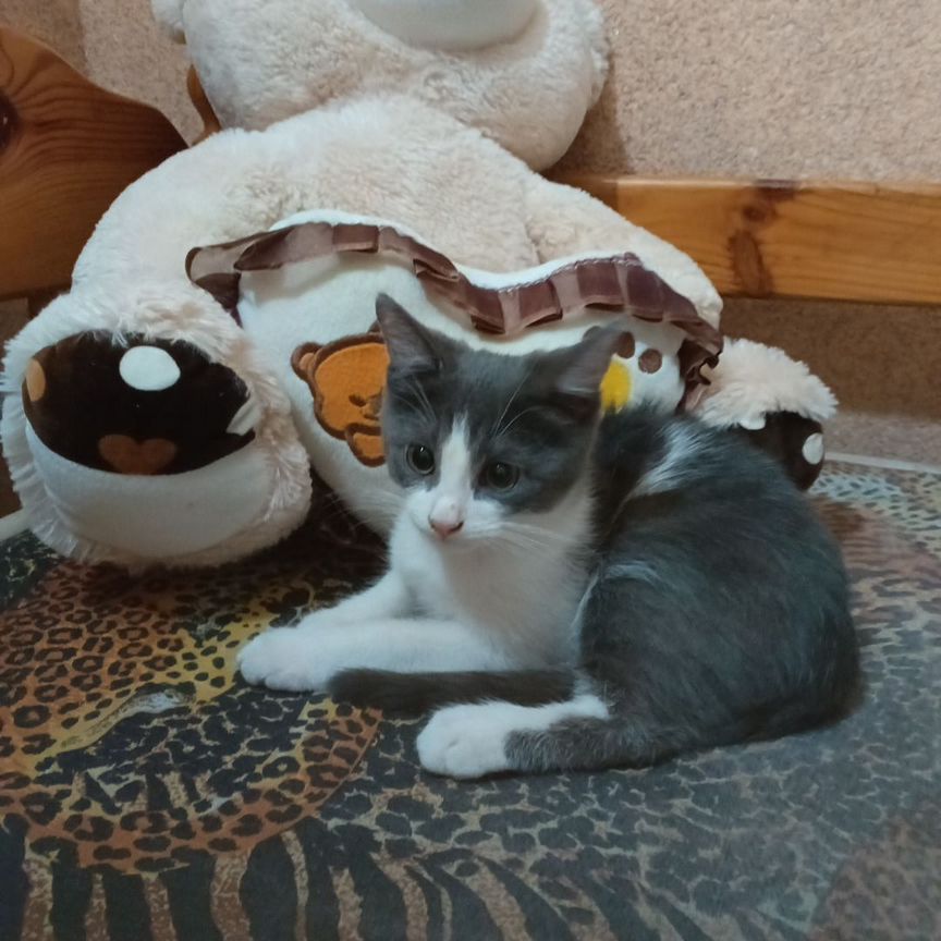 Котёнок серенький с белым