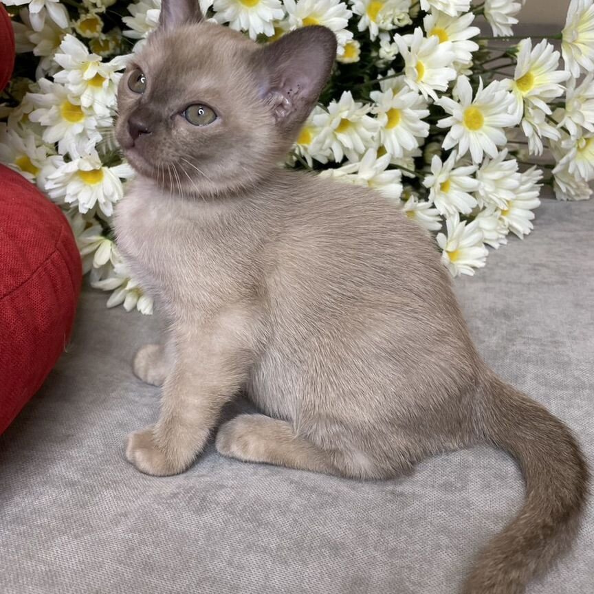 Европейский бурманский котёнок