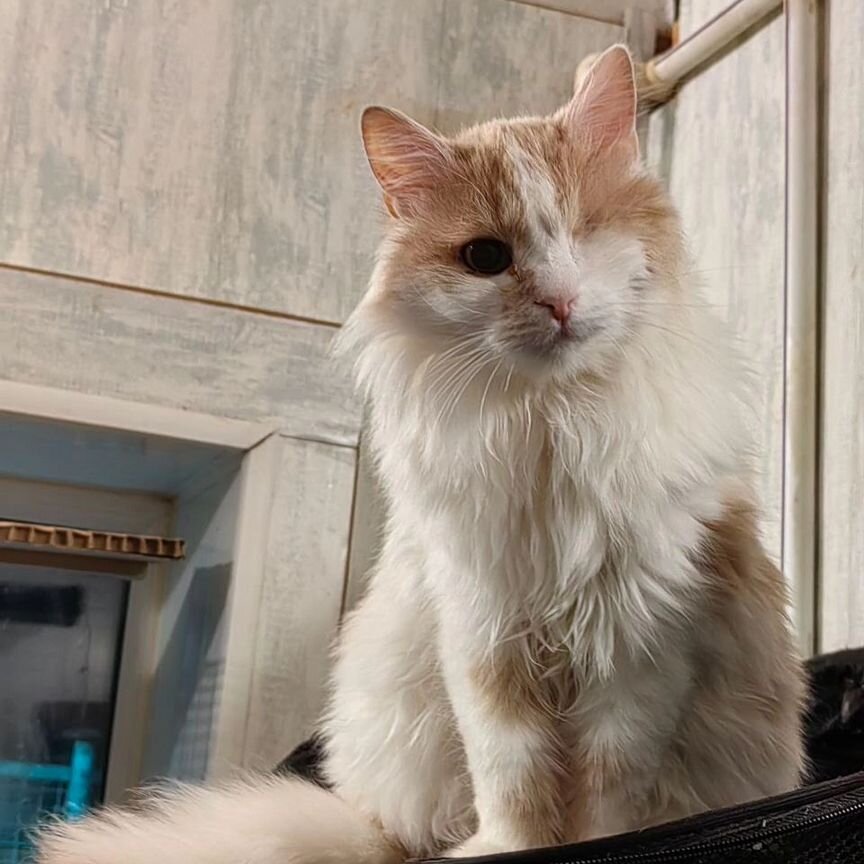 Особенный котик в добрые руки