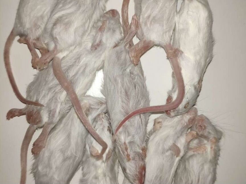 Кормовые мыши взрослые