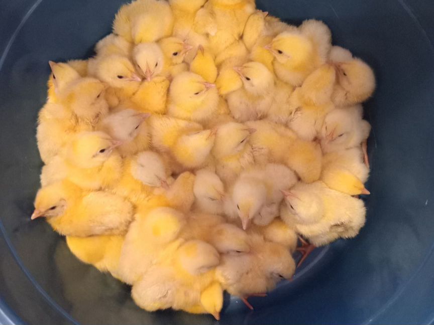 Цыплята бройлеры