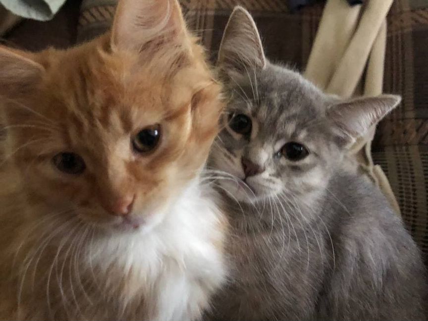Очень милые котята