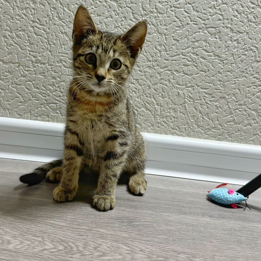 Котята в добрые руки бесплатно