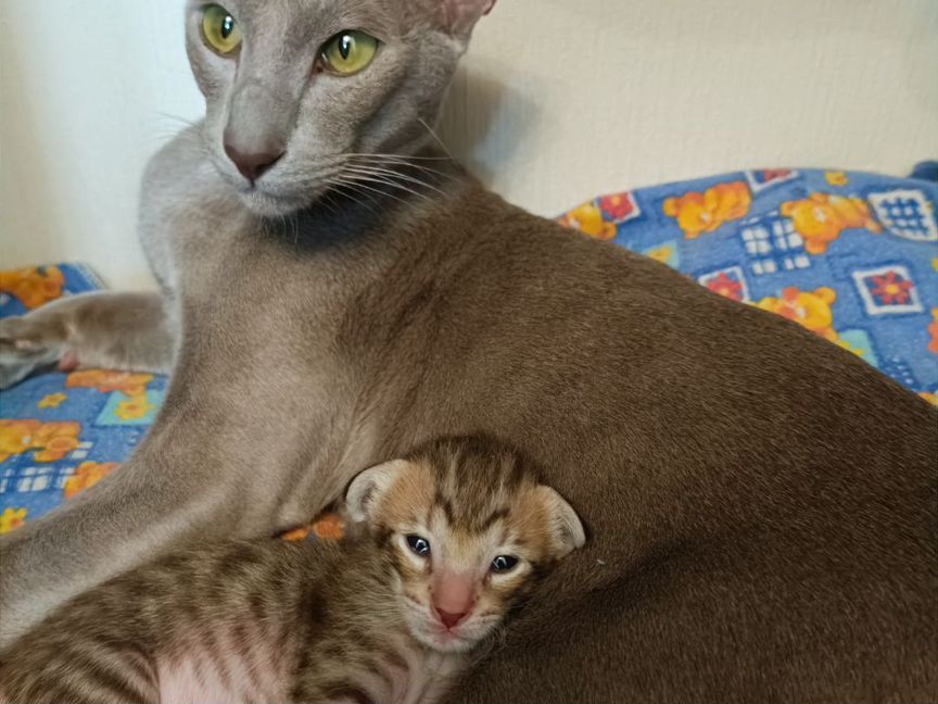 Ориентальные котята