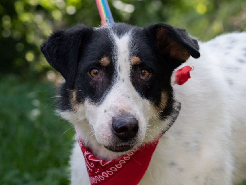 Джек в поиске домашней жизни