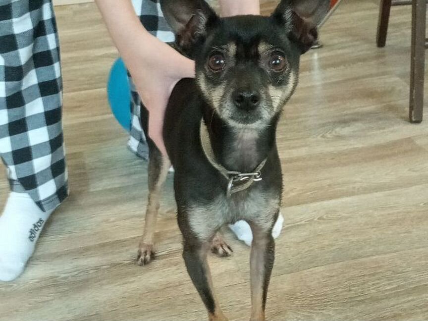 Той-терьер мини