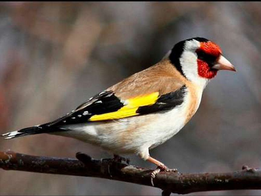 Певчие птицы