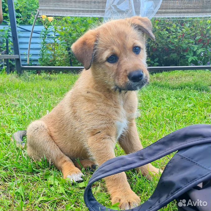 Щенок в добрые руки (дворняжка, девочка)