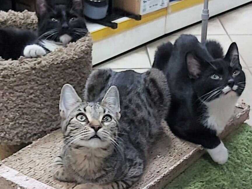 Котята в добрые руки