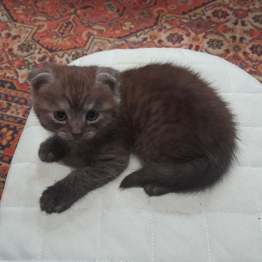 Котенок в добрые руки