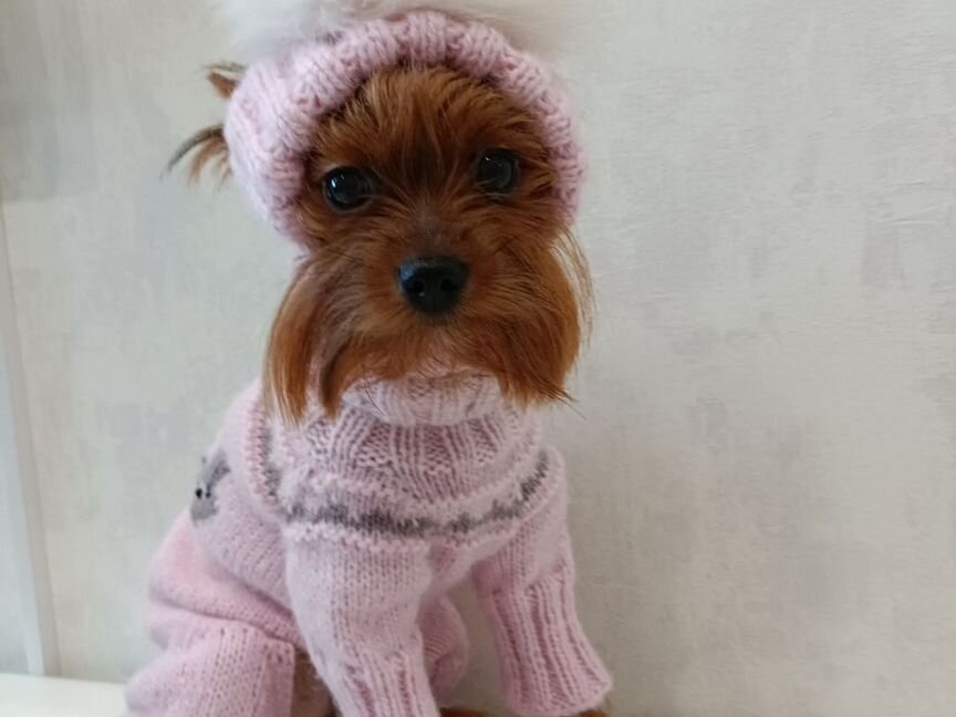 Комбинезон и шапка для собаки