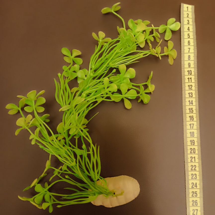 Аквариумные растения