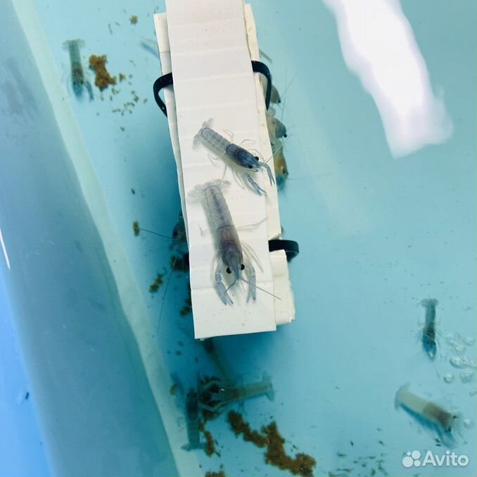 Малёк австралийского рака